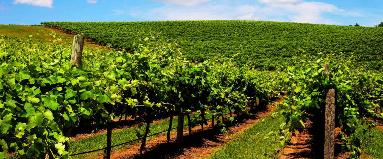 Hunter Valley Wine Tours from $115 | Hunter Valley Day Trips from Sydney